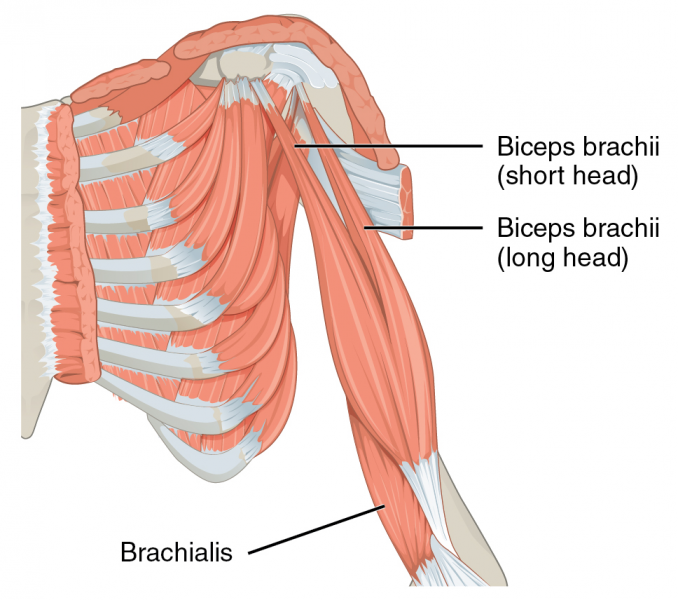 File:1120 Muscles that Move the Forearm Humerus Flex Sin.png - WikEM