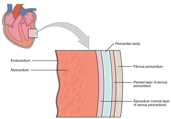 Pericarditis - WikEM