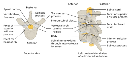 Vertebral fractures and dislocations - WikEM
