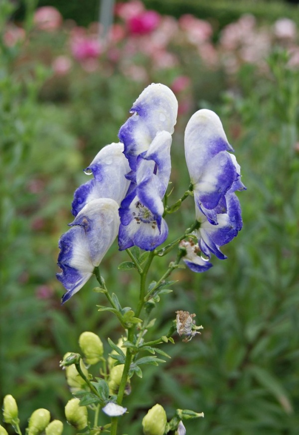 Aconitum toxicity - WikEM