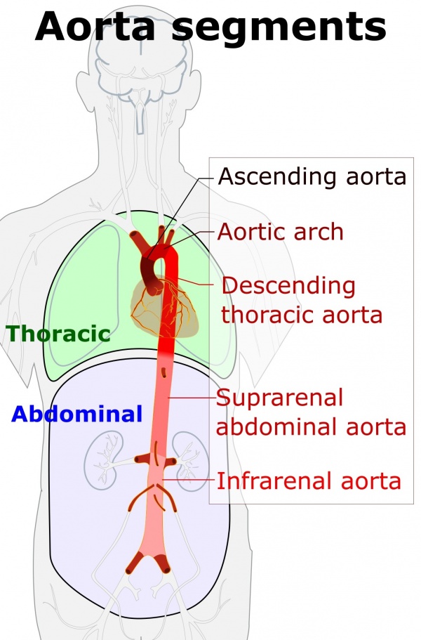traumatic-aortic-transection-wikem