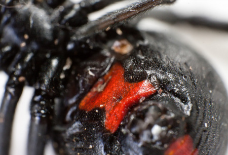 Black widow spider bite - WikEM