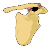 Acromioclavicular joint injury - WikEM