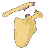 Acromioclavicular joint injury - WikEM