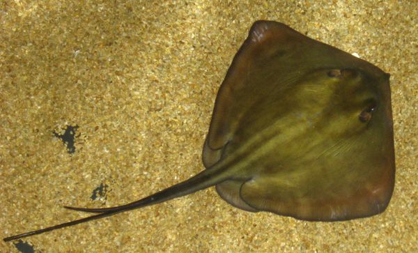 Stingray injury - WikEM