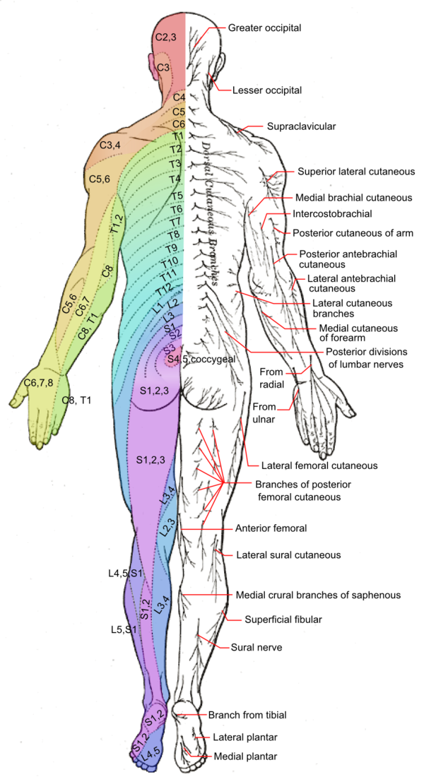 Focal neurologic deficits - WikEM