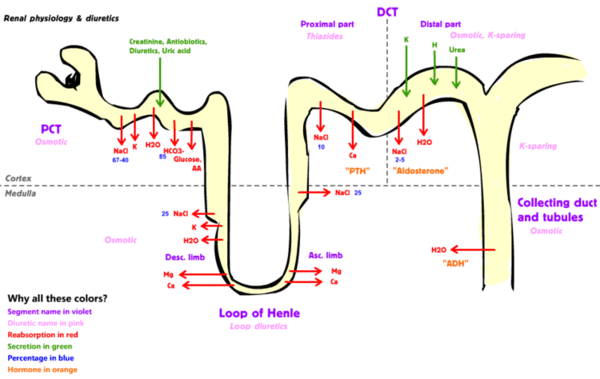 Diuretics - WikEM