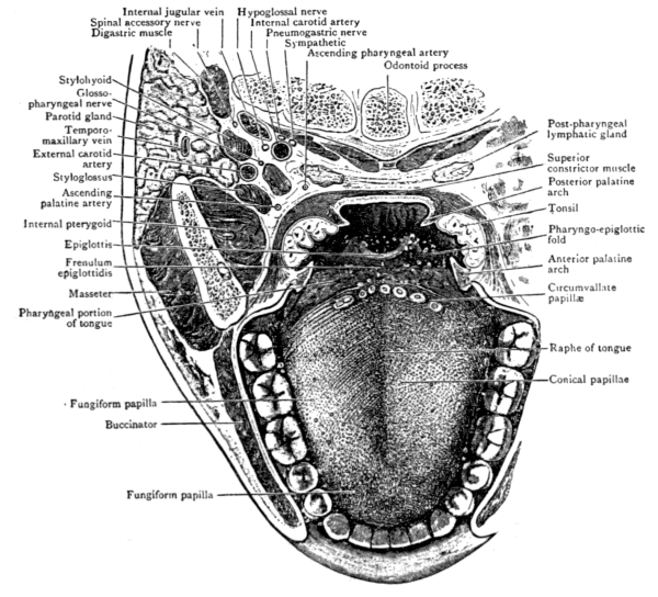 Peritonsillar abscess - WikEM