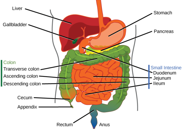 Acute diarrhea - WikEM