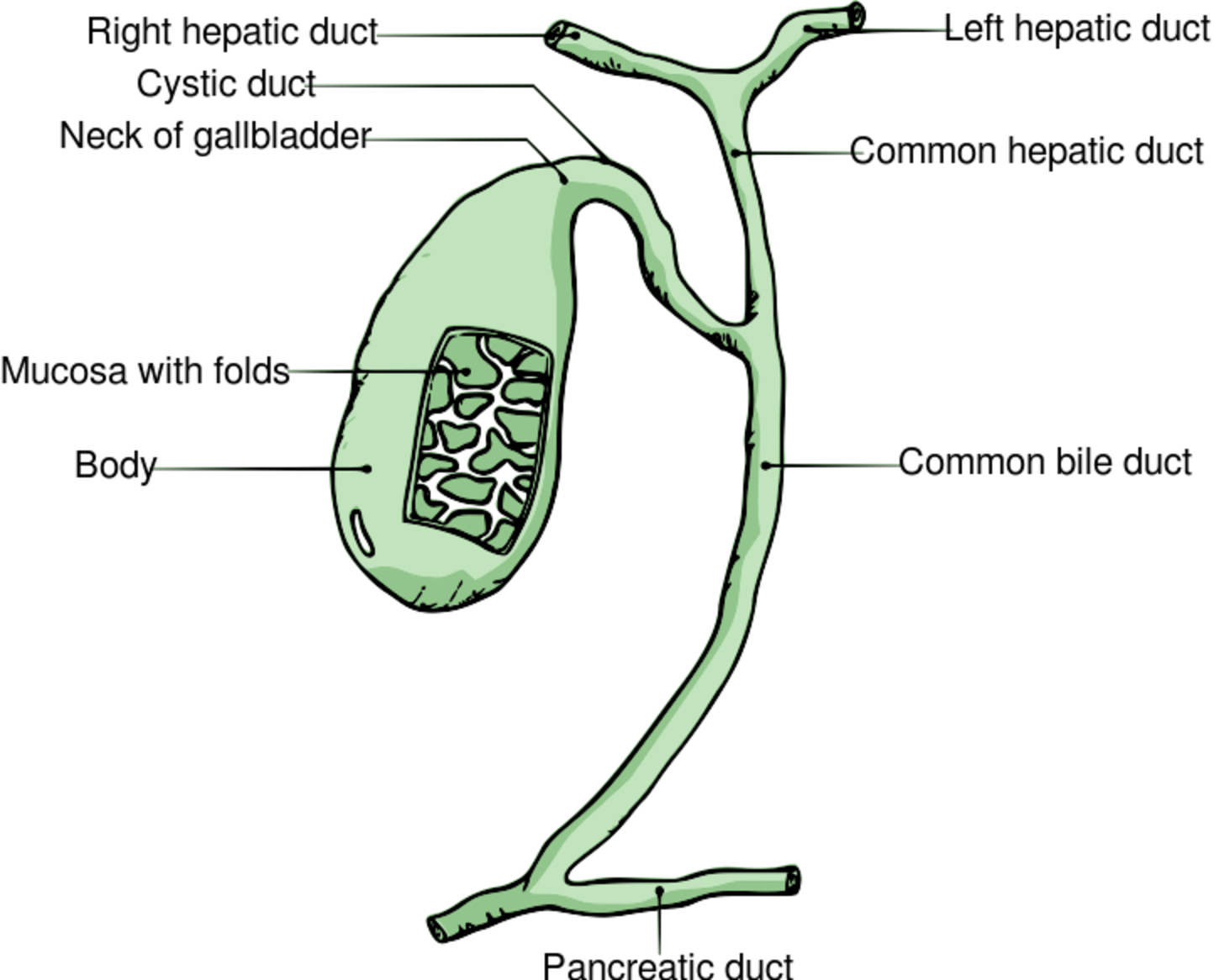 File:GallbladderAnatomy-en.svg - WikEM