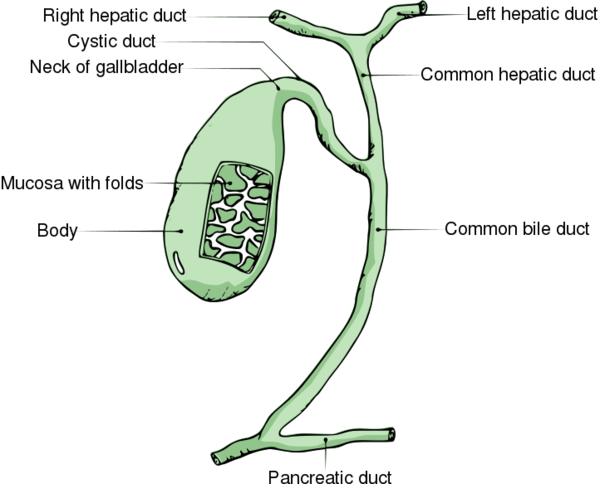 Gallbladder disease (main) - WikEM