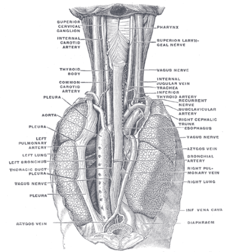 Nasogastric tube placement - WikEM