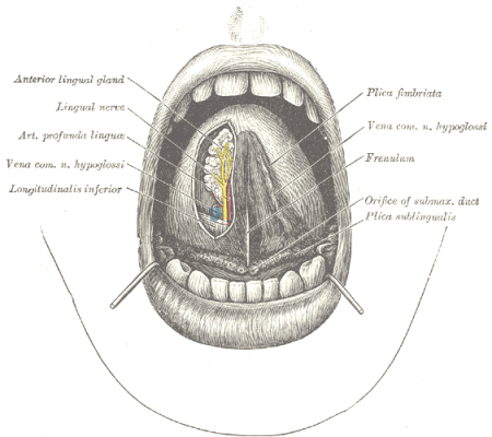 Nerve block: Lingual - WikEM