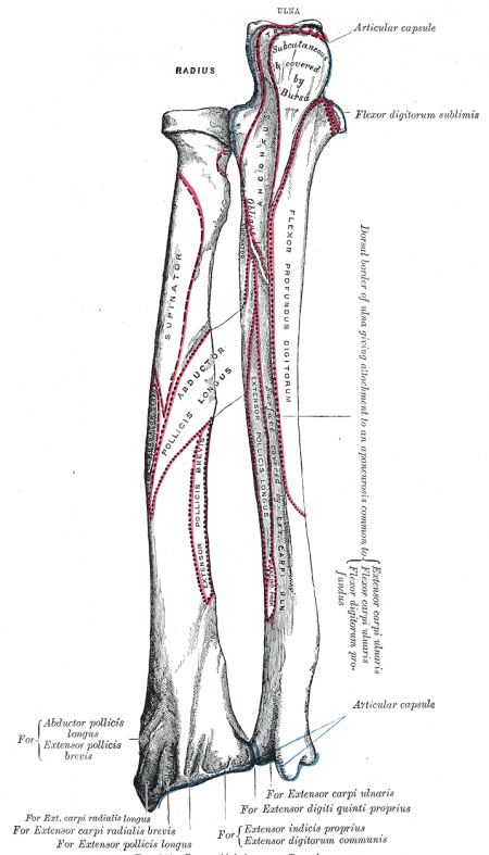 Radia ulna fracture - WikEM