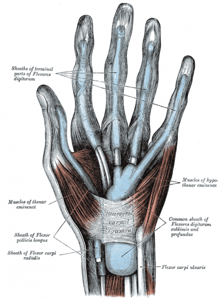Hand and finger tendon injuries - WikEM