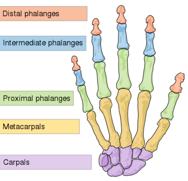 Hand and finger fractures - WikEM