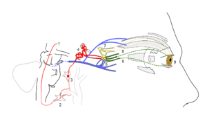 Horner syndrome - WikEM