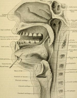 Strangulation - WikEM