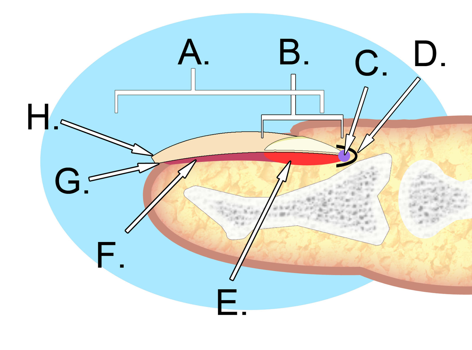 File:Human nail anatomy.jpg - WikEM