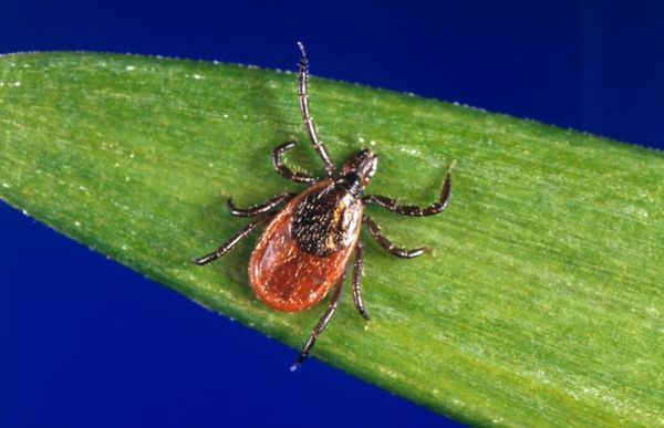 Tick borne illnesses - WikEM