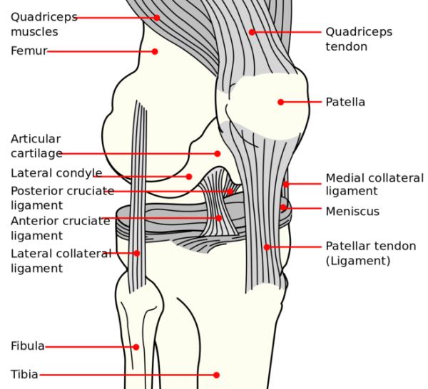 Meniscus and ligament knee injuries - WikEM