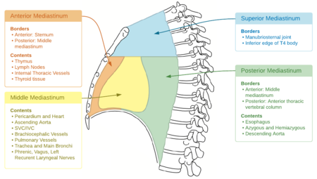 Widened mediastinum - WikEM