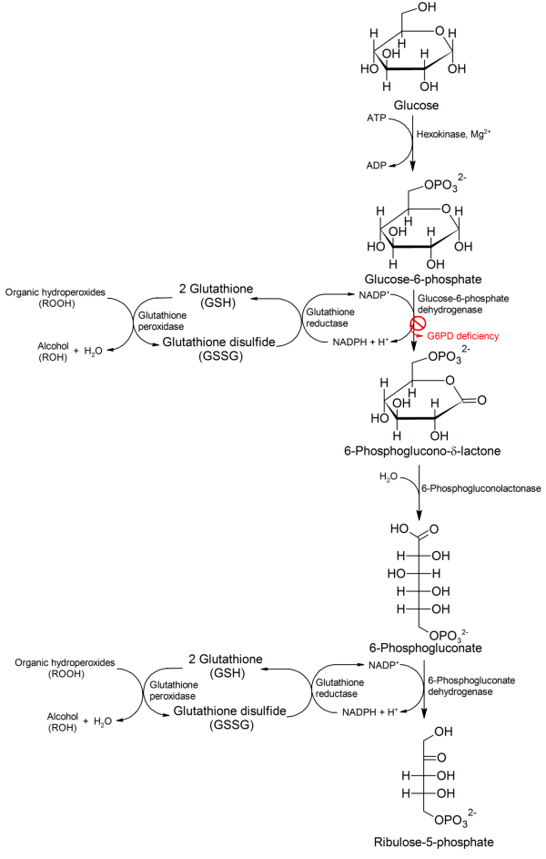 Glucose-6-phosphate deficiency - WikEM