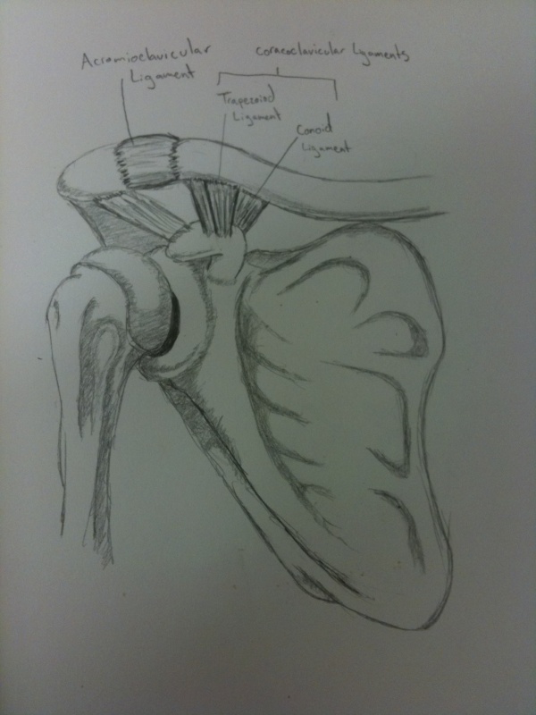 Acromioclavicular joint injury - WikEM
