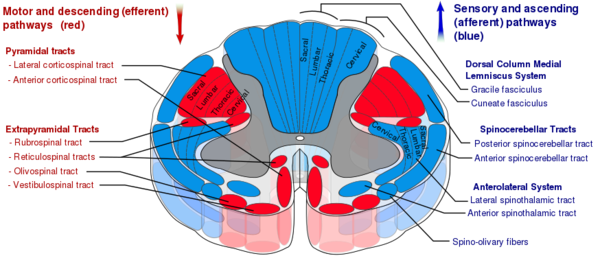 Focal neurologic deficits - WikEM