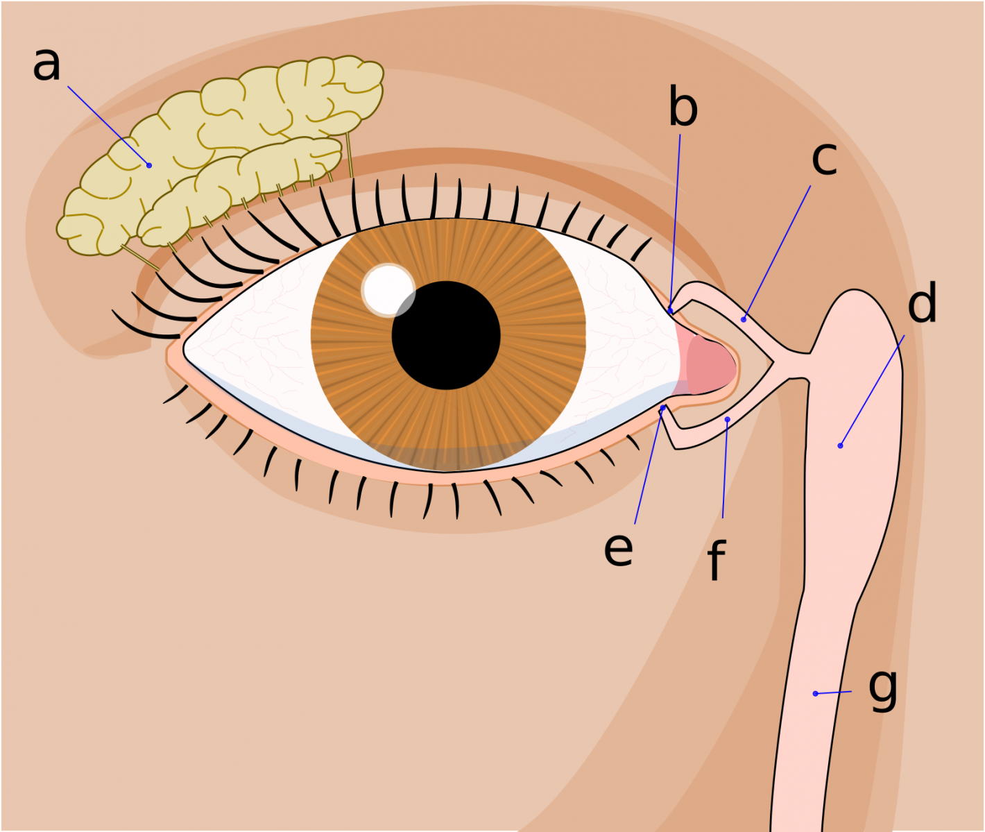 File:Tear system.png - WikEM