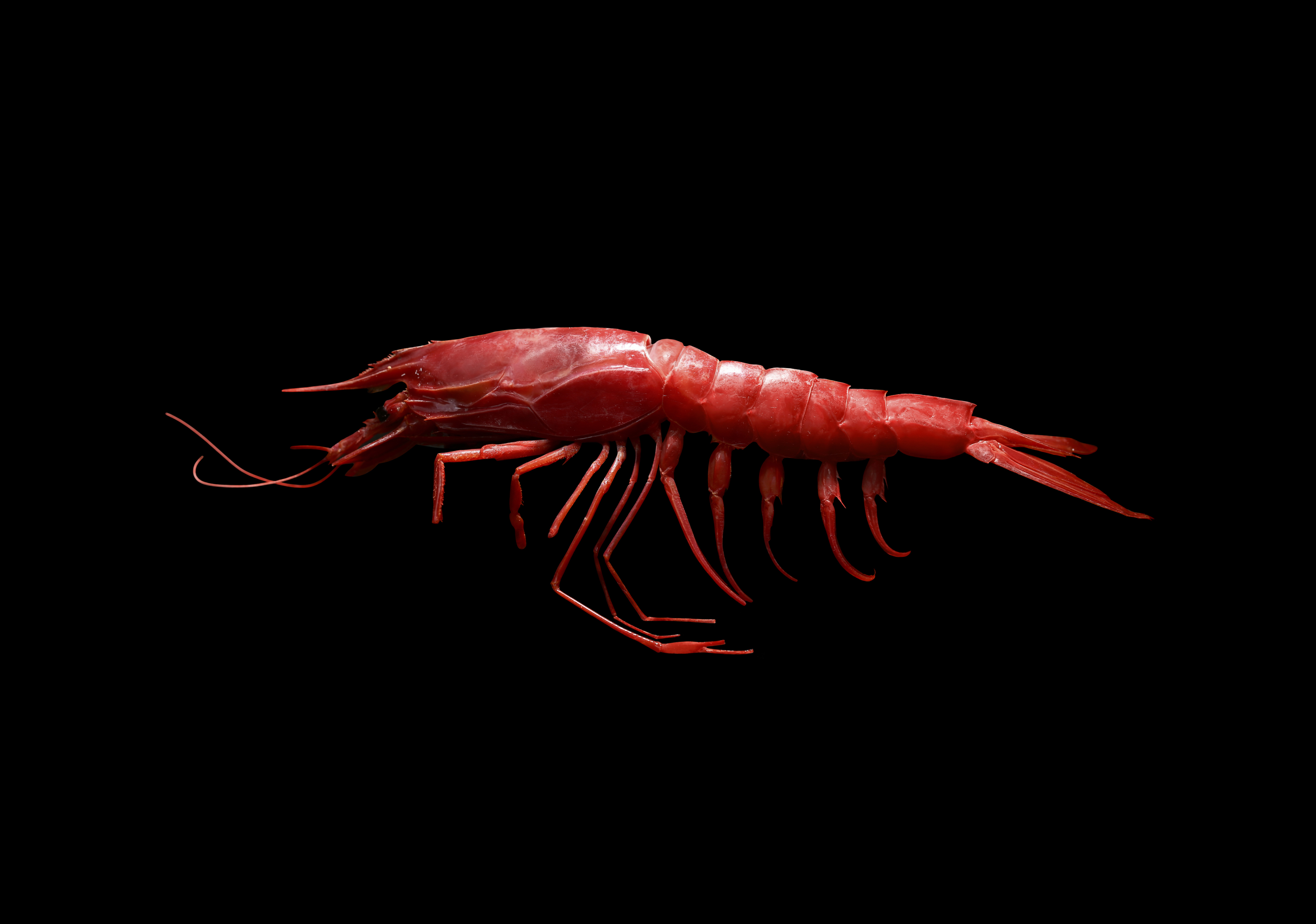 What's the prawn story? - hospitality | Magazine